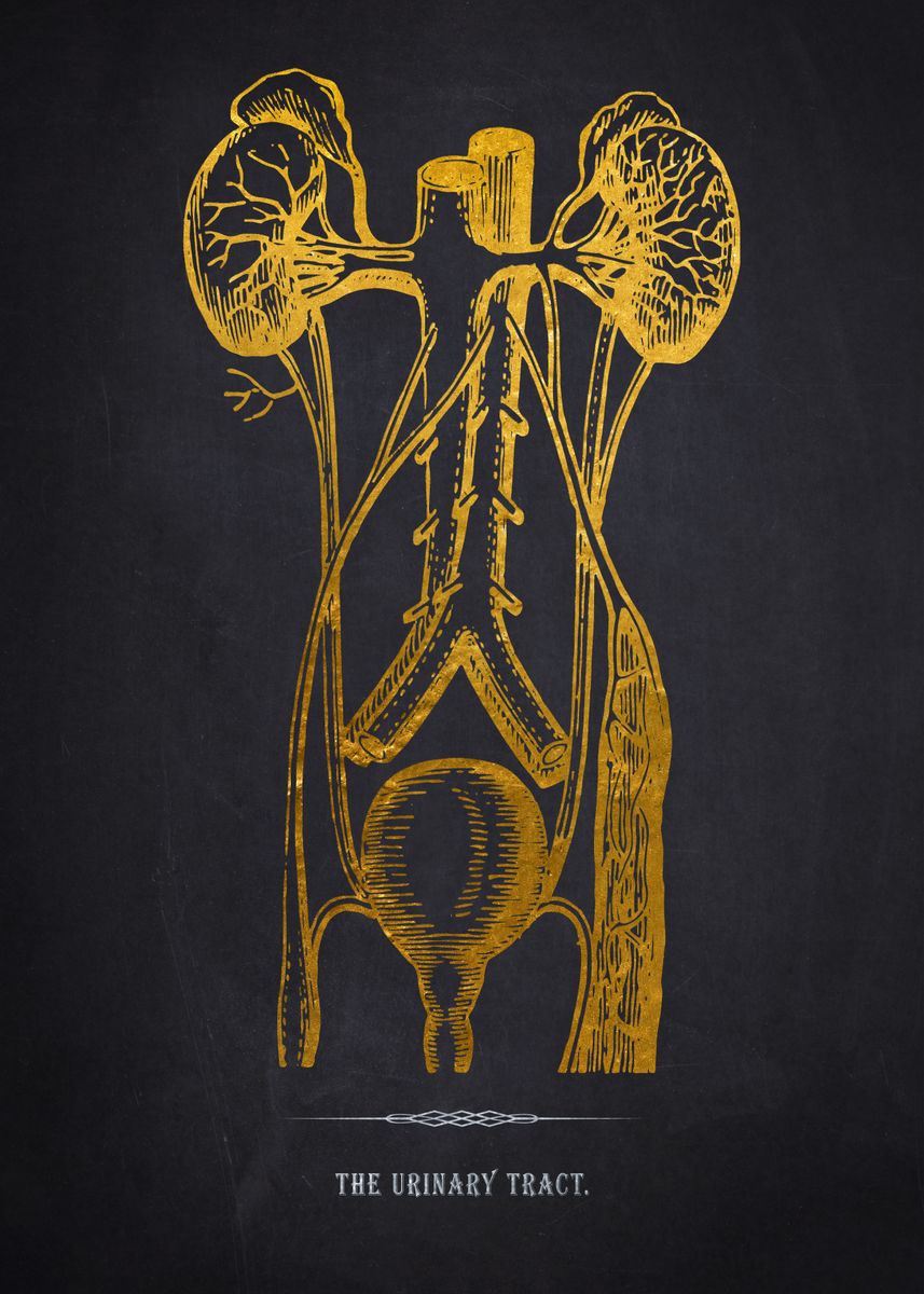 'Gold Urinary Tract Diagram' Poster, picture, metal print, paint by ...