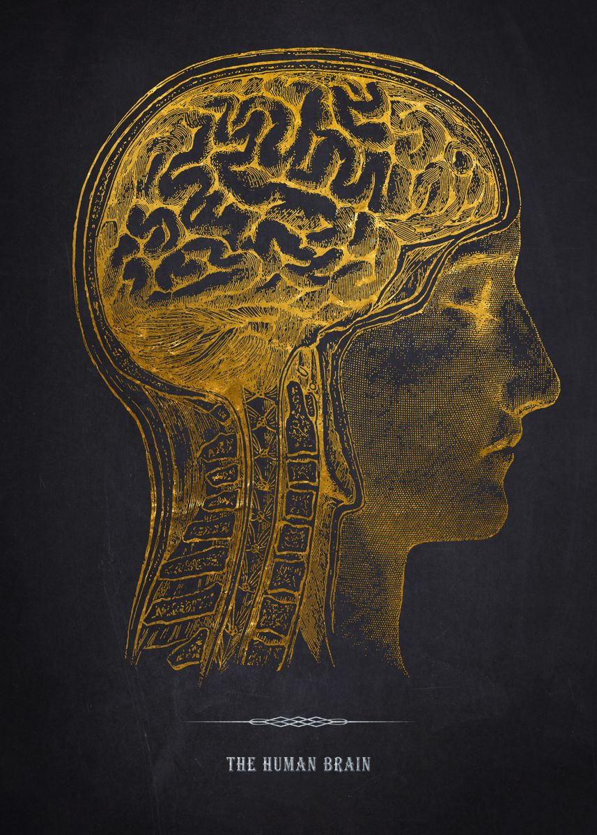'Gold Human Brain Anatomy' Poster, picture, metal print, paint by Aged ...