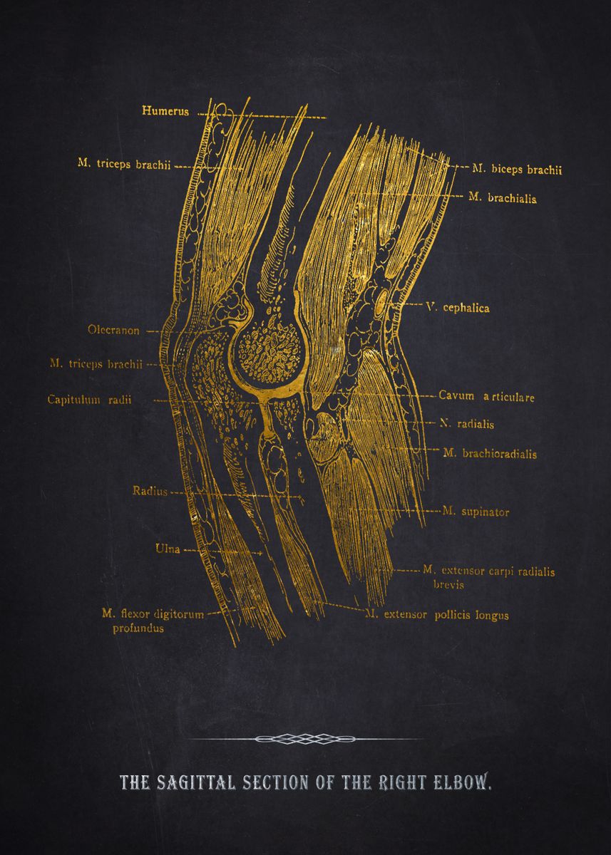 'Right Elbow Anatomy' Poster, picture, metal print, paint by Aged Pixel ...