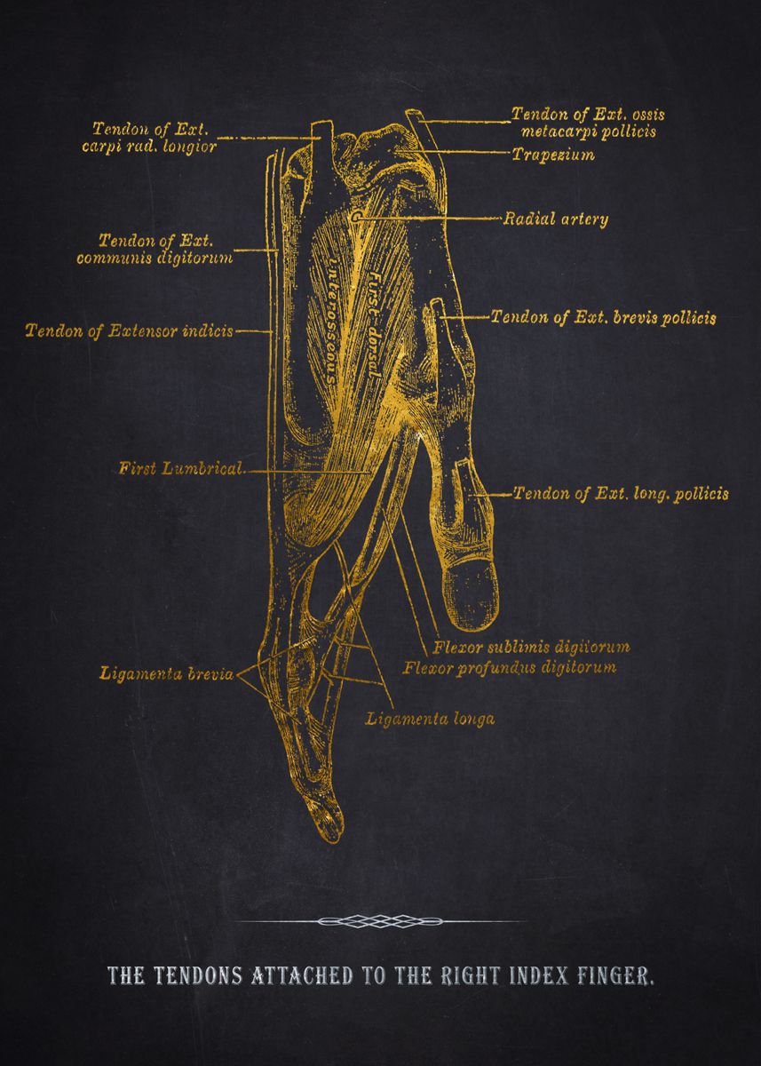 'Index Finger Tendons' Poster, picture, metal print, paint by Aged ...