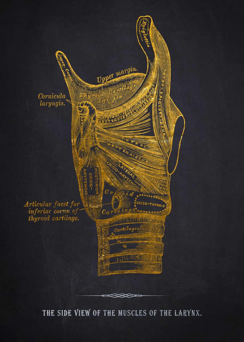 'Larynx Muscles Anatomy' Poster, picture, metal print, paint by Aged ...