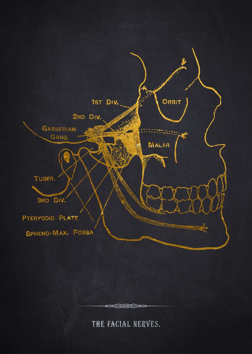 'Facial Nerves Anatomy' Poster, picture, metal print, paint by Aged ...