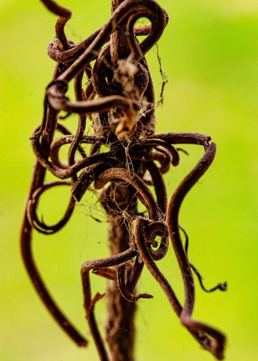 'Twisted Vine Close-Up' Poster, picture, metal print, paint by Nicolas ...