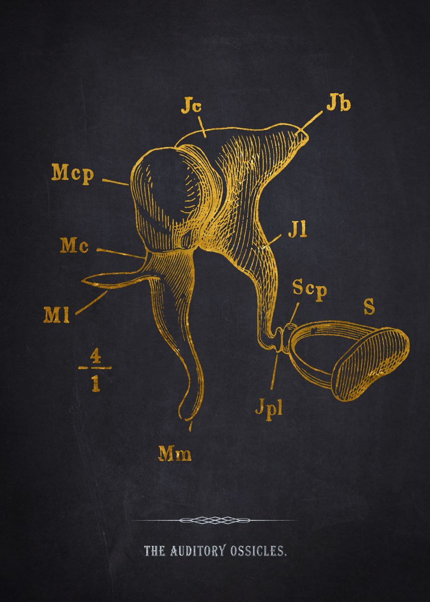 'Auditory Ossicles Anatomy' Poster, picture, metal print, paint by Aged ...