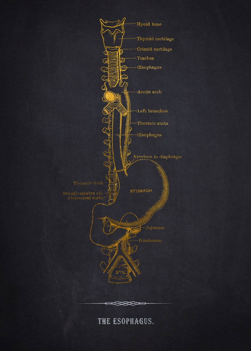 'Esophagus Anatomy Illustration' Poster, picture, metal print, paint by ...