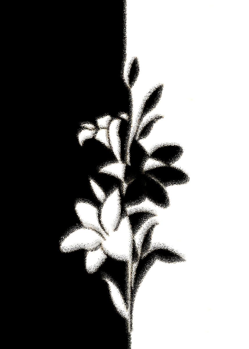 'Black and White Flower' Poster, picture, metal print, paint by donki ...