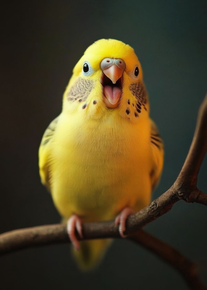 'Happy Yellow Budgie Singing' Poster, picture, metal print, paint by ...