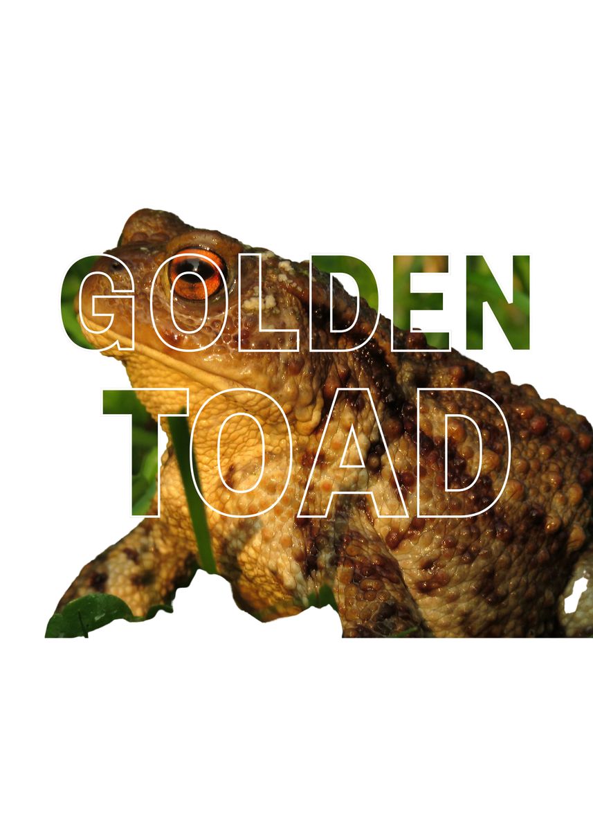 'Golden Toad Graphic' Poster, picture, metal print, paint by AL Zion ...