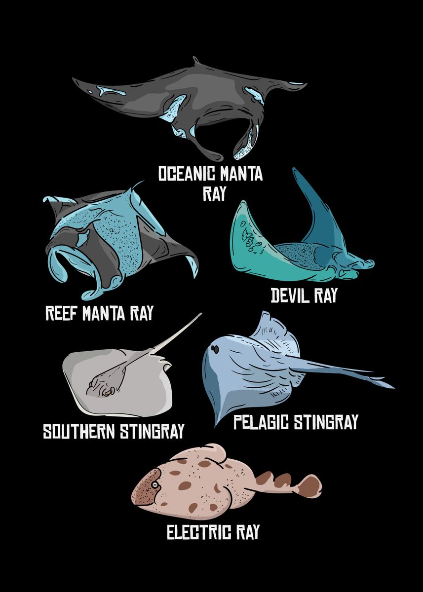 'Types Of Manta Rays Species Stingray Underwater Ray' Poster, picture ...