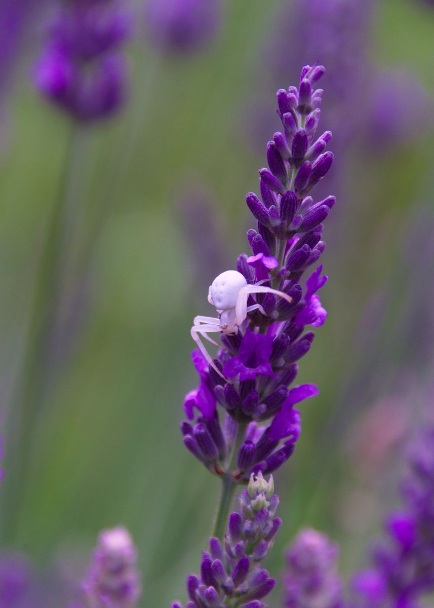 'White Spider on Lavender' Poster, picture, metal print, paint by ...