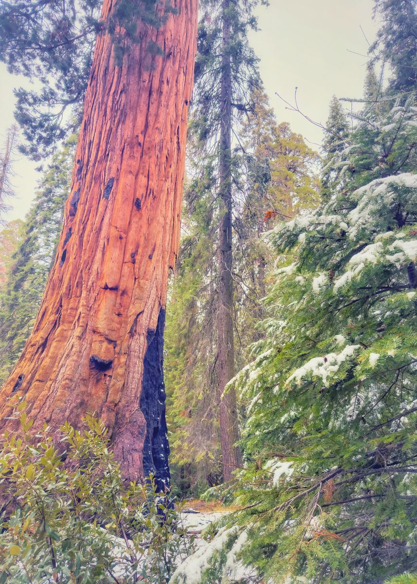 'Giant Sequoia in Winter' Poster, picture, metal print, paint by ...