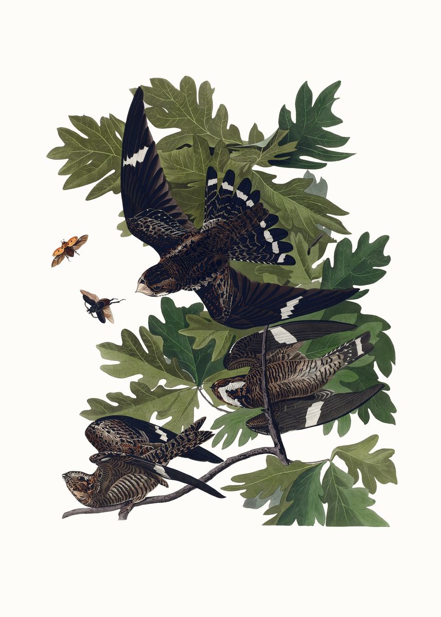 'Nighthawks in A White Oak' Poster, picture, metal print, paint by ...