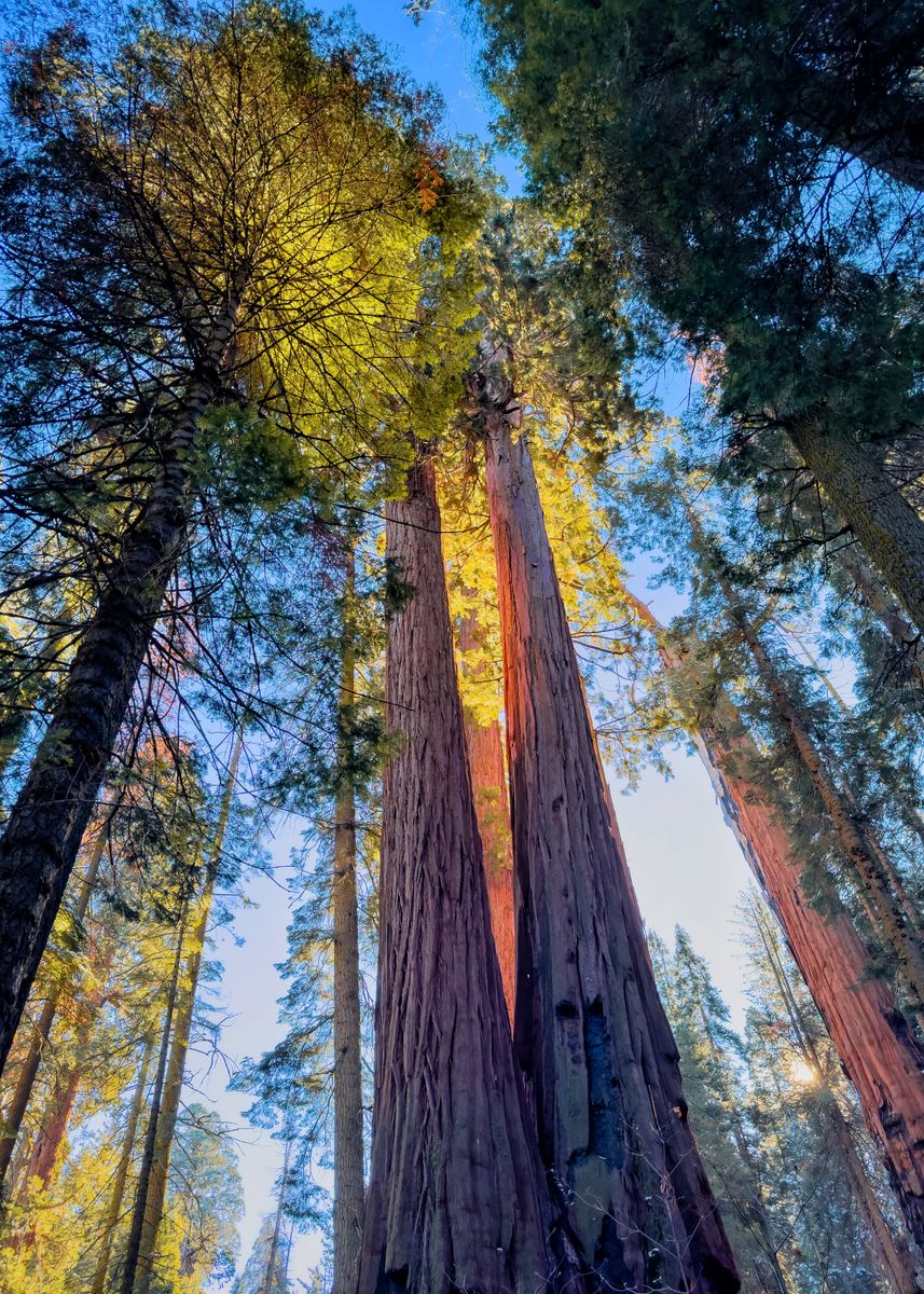 'Giant Sequoia Forest' Poster, picture, metal print, paint by Jonathan ...
