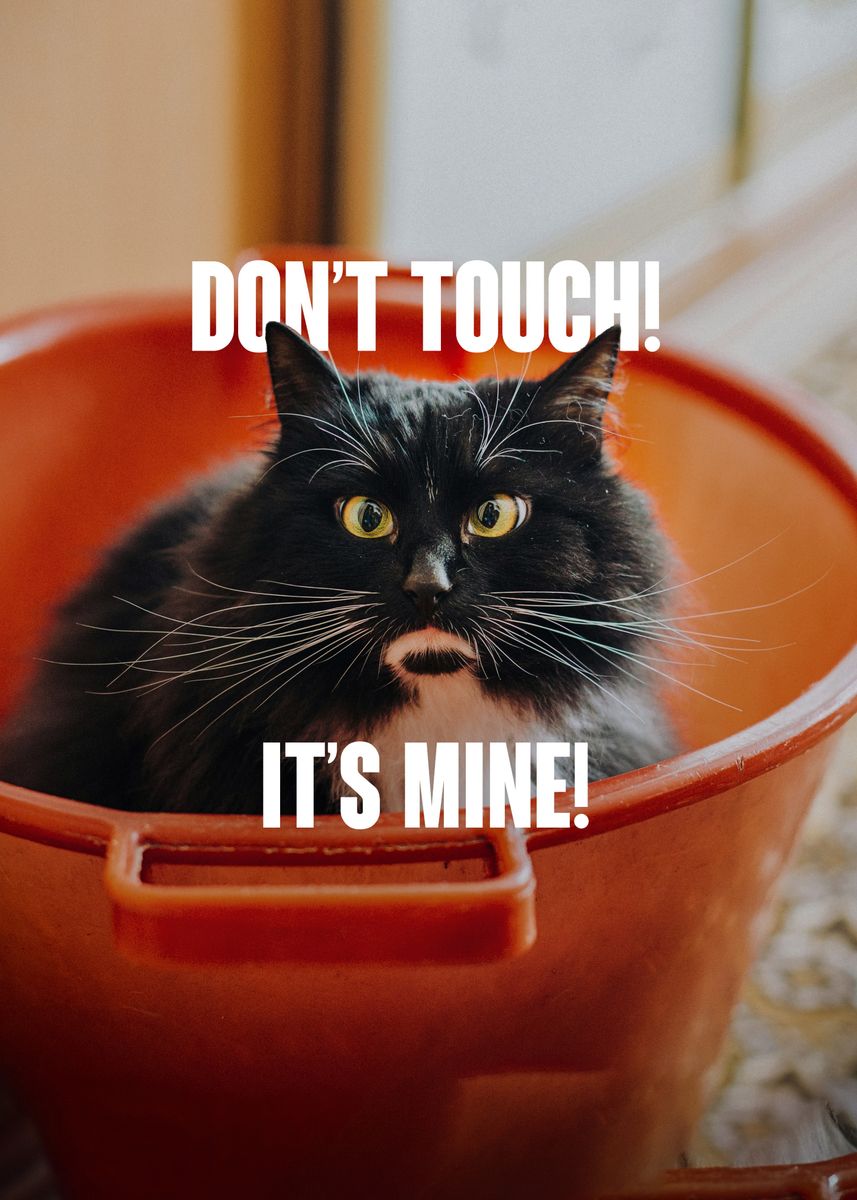 'Cat in a Bucket' Poster, picture, metal print, paint by BLACK PINK ...