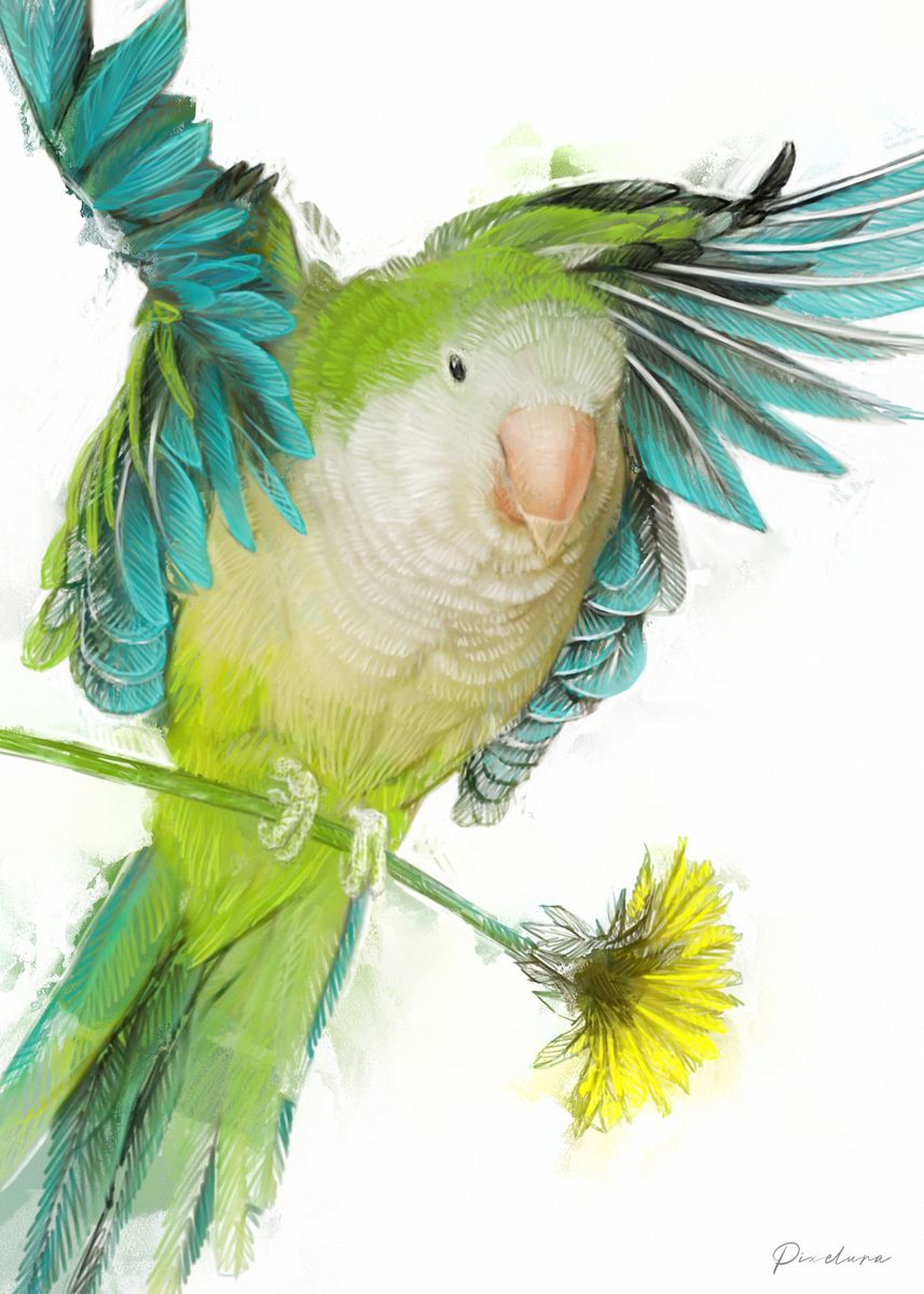 'Quaker Parrot with Wings Spread' Poster, picture, metal print, paint ...