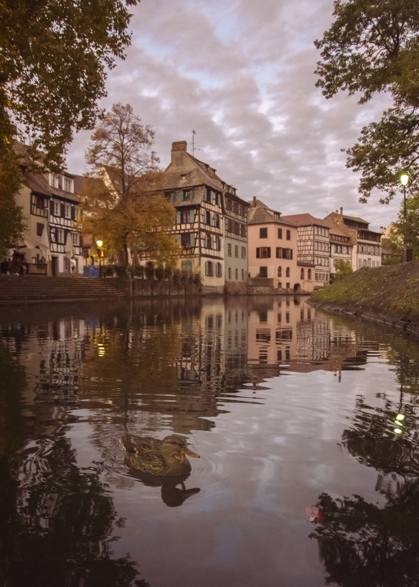 'Duck in Canal with Old Town Reflection - Strasbourg, Alsace, France' Poster, picture, metal ...