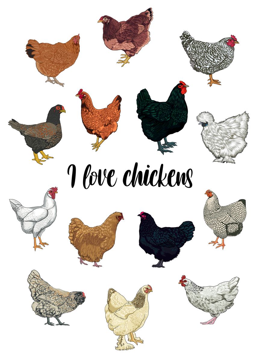'I love chickens' Poster, picture, metal print, paint by pixelbull ...