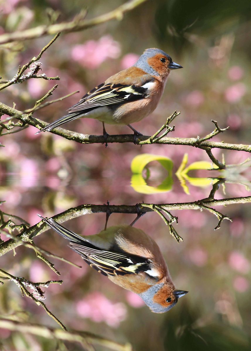 'Chaffinch Reflection' Poster, picture, metal print, paint by Jacqui ...
