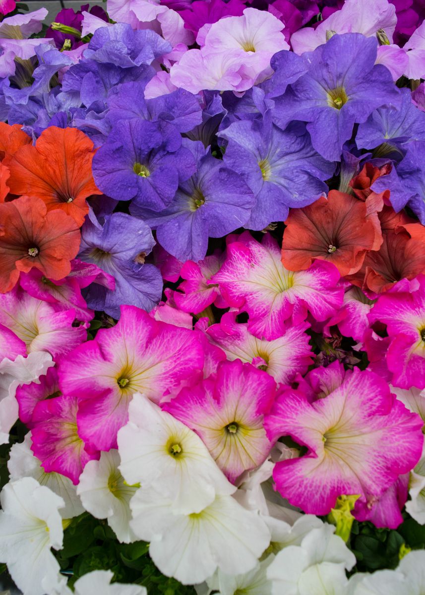 'Petunia Petunia Petunia' Poster, picture, metal print, paint by ...