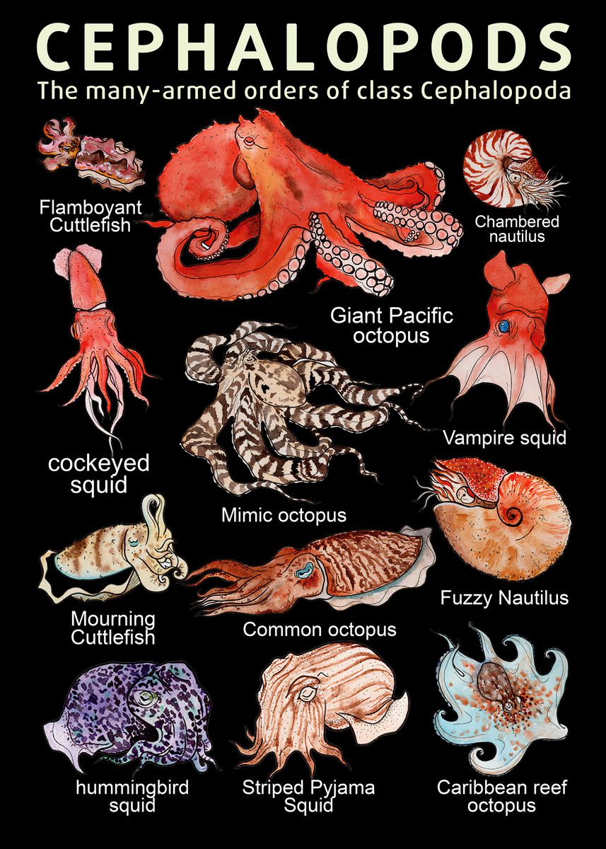 'Cephalopods Illustration' Poster, picture, metal print, paint by ...