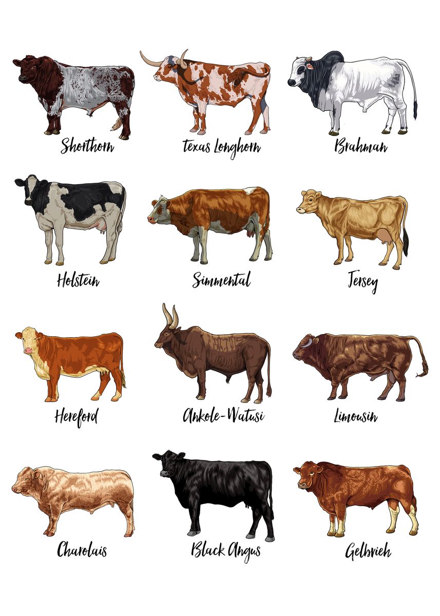 'Cow drawings - cow breeds' Poster, picture, metal print, paint by ...