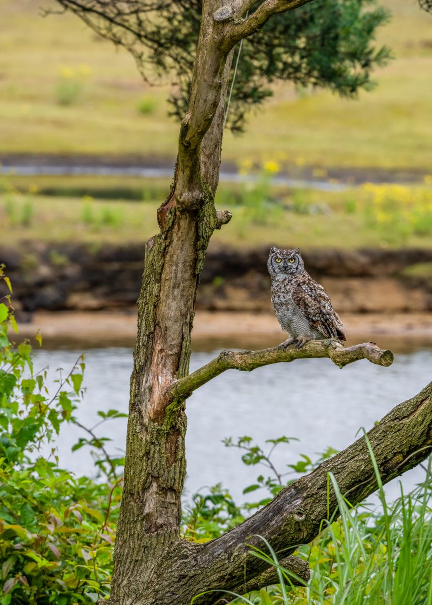 'Owl Perched on Branch' Poster, picture, metal print, paint by Kai T ...