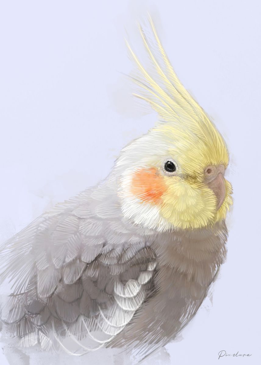 'Cockatiel Portrait' Poster, picture, metal print, paint by ...