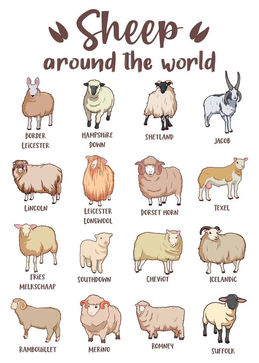 'Sheep Breeds Around the World' Poster, picture, metal print, paint by ...
