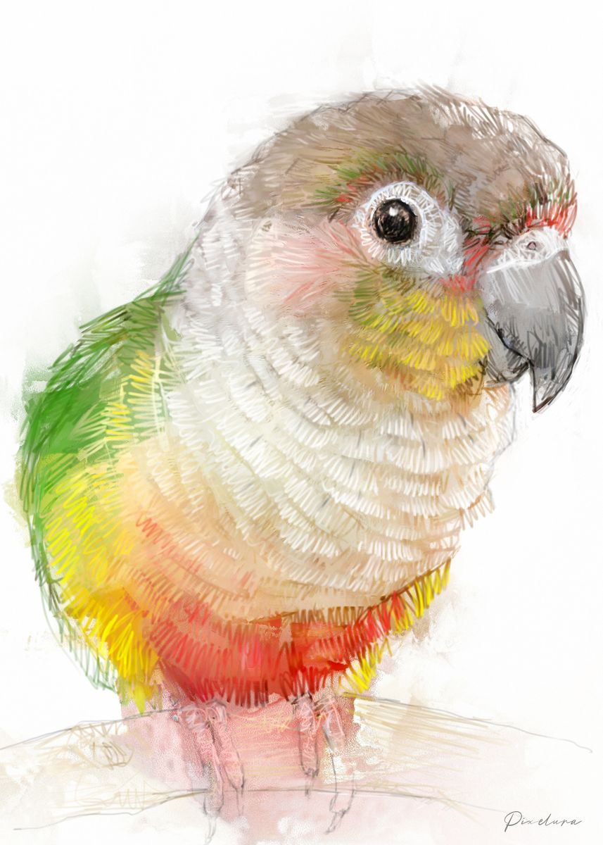 'Green-cheeked Conure Portrait' Poster, picture, metal print, paint by ...