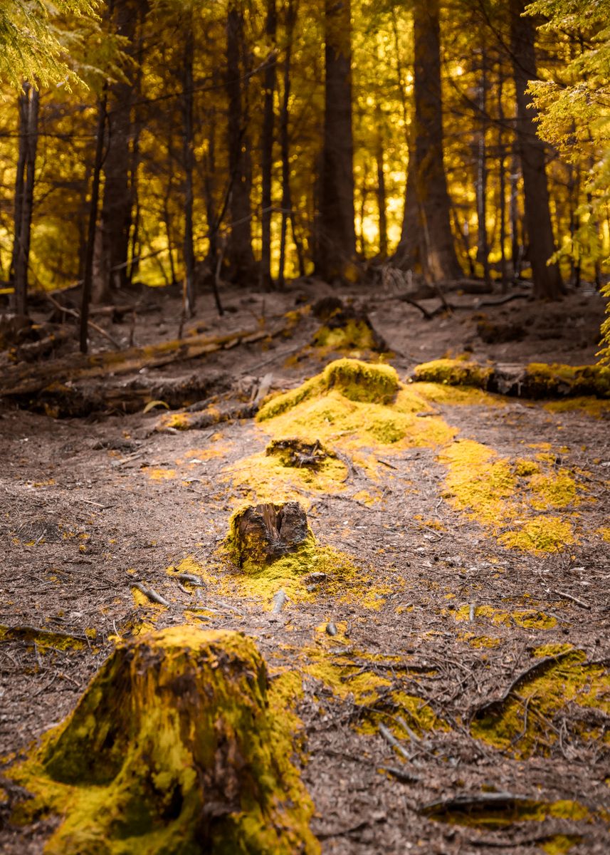 'Tree Trunk Steps' Poster, picture, metal print, paint by Svetlana ...