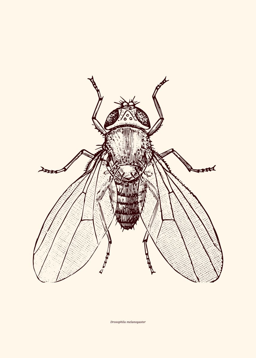 'lesser fruit fly' Poster, picture, metal print, paint by wiwin arini ...