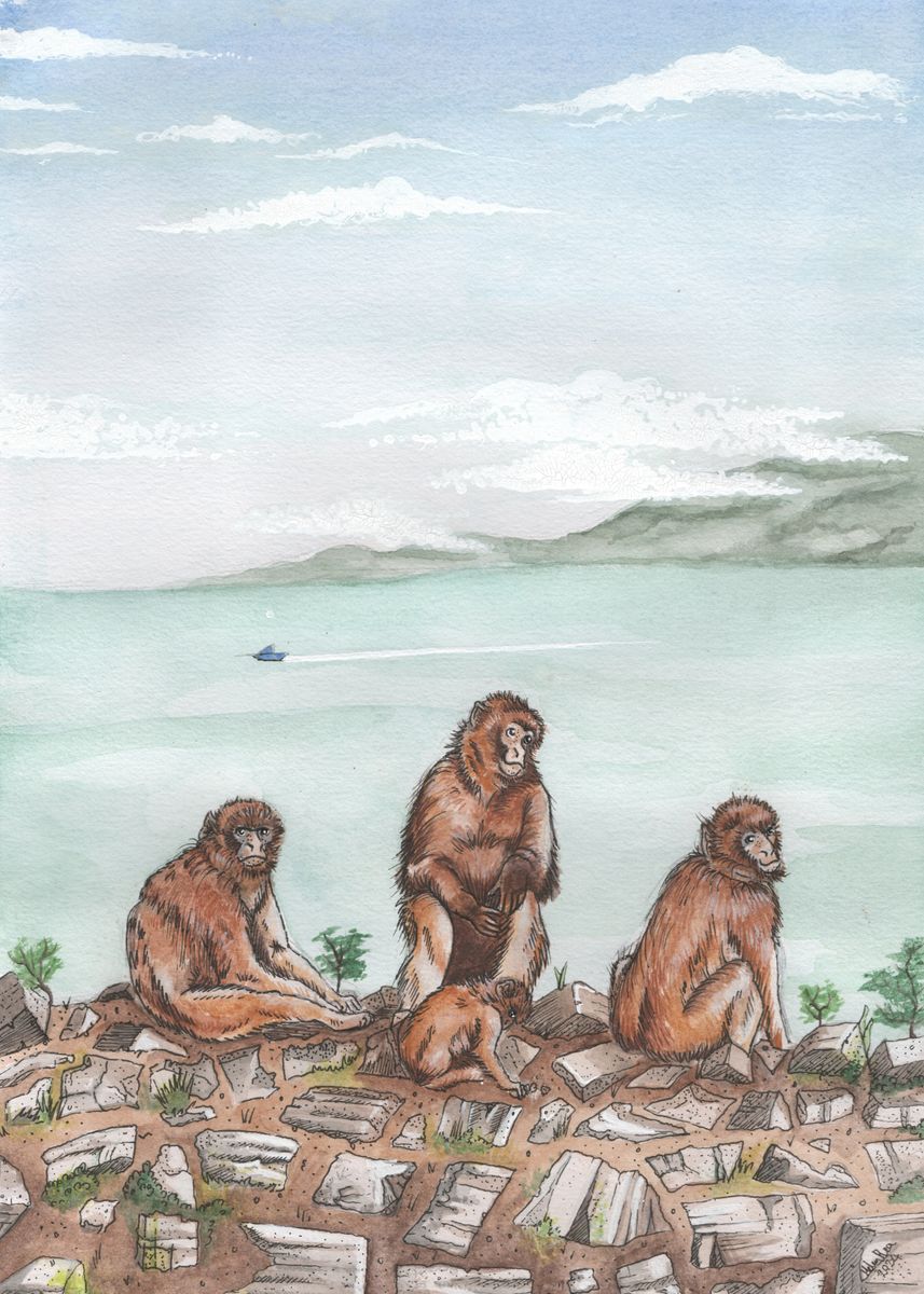 'Four Little Apes - Gibraltar Rock' Poster, picture, metal print, paint ...