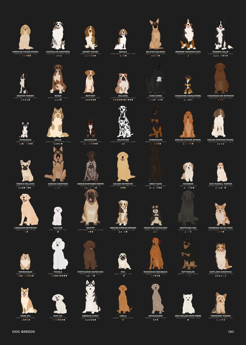 'Dog Breed Chart' Poster, picture, metal print, paint by aio | Displate