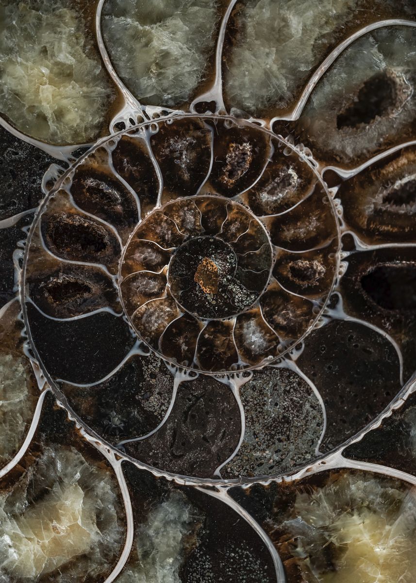 'Ammonite Fossil Close-up' Poster, picture, metal print, paint by ...