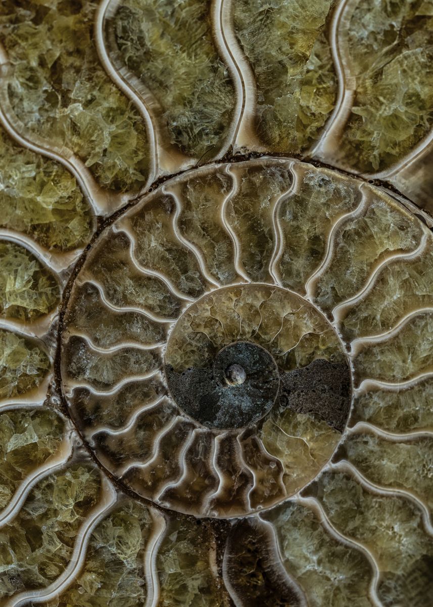 'Ammonite Fossil Close-up' Poster, picture, metal print, paint by ...