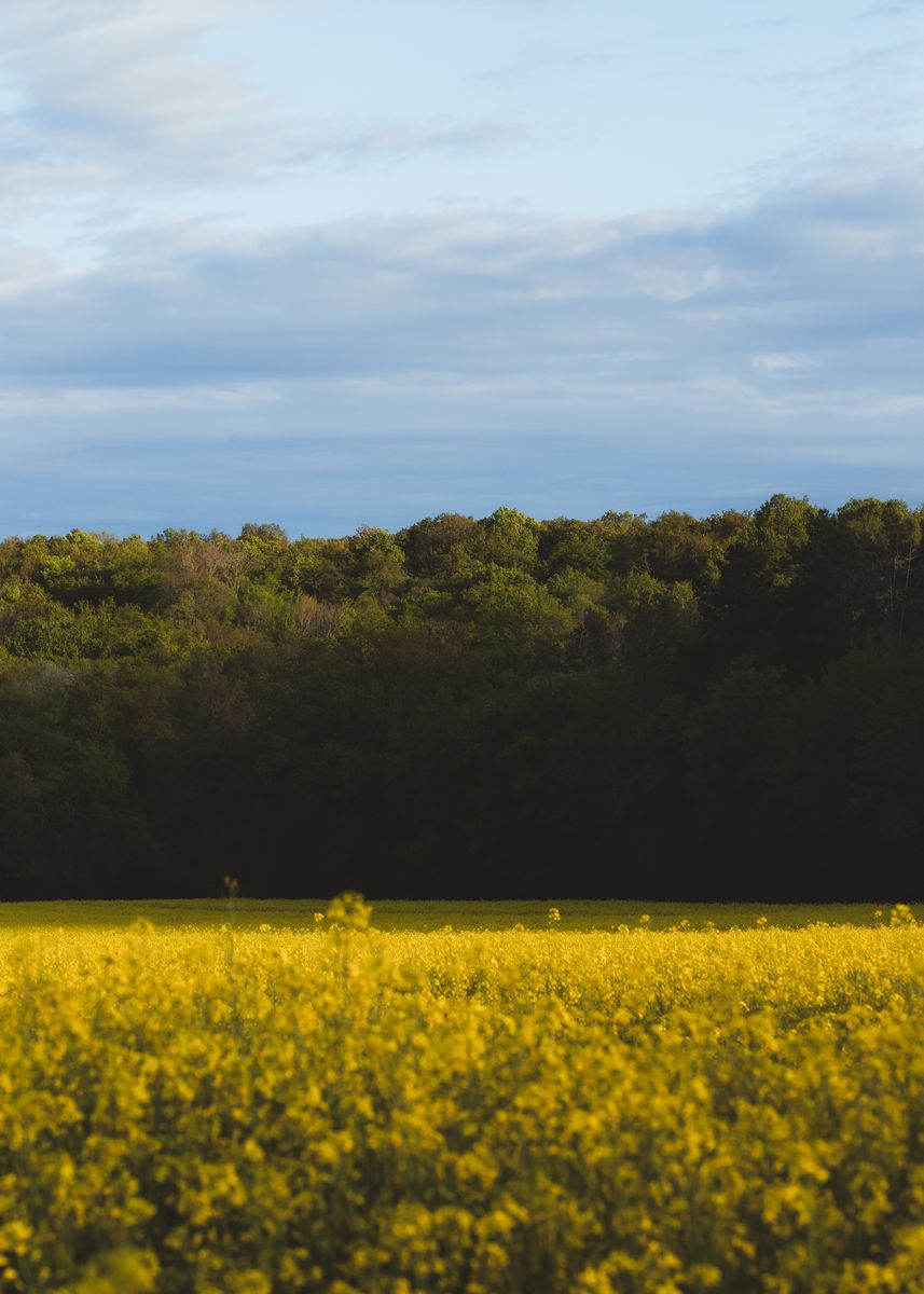 'Rapeseed field' Poster, picture, metal print, paint by Yann Droy ...