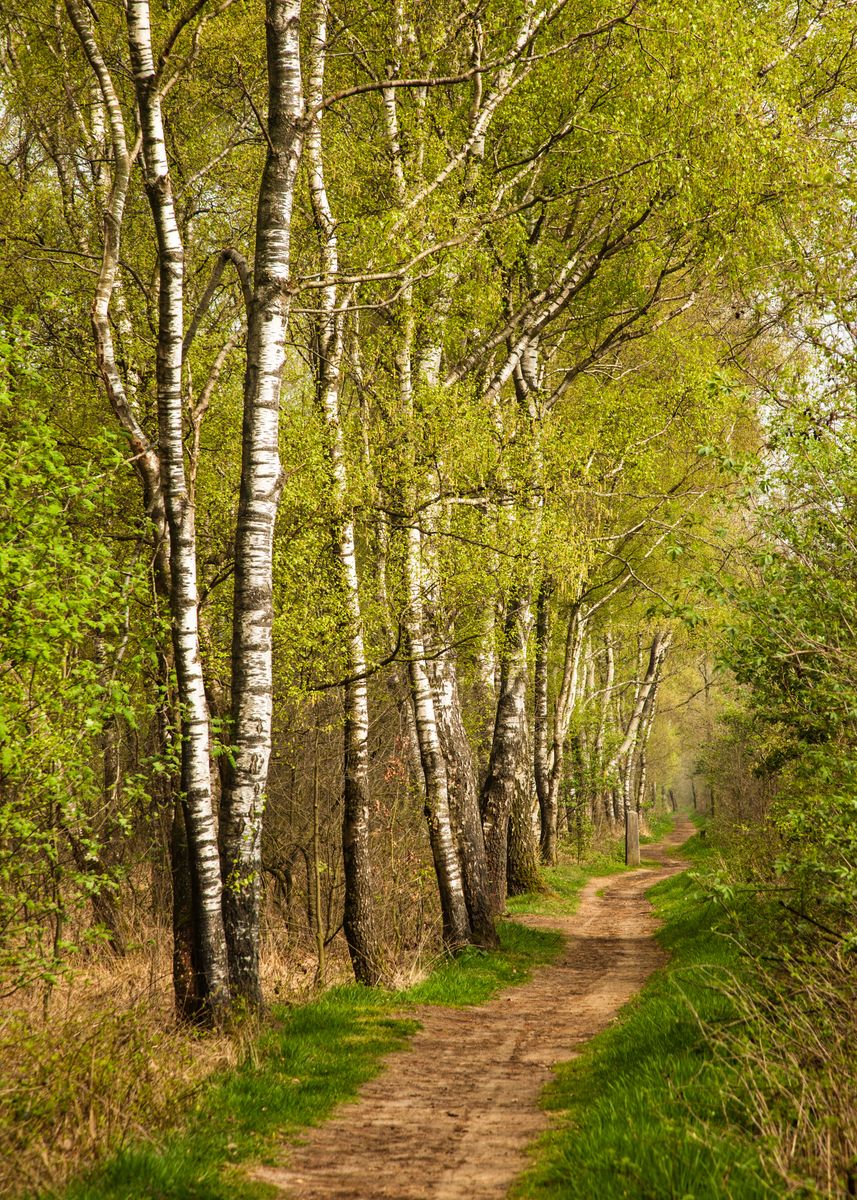 'Birch Tree Path with old border pole' Poster, picture, metal print ...