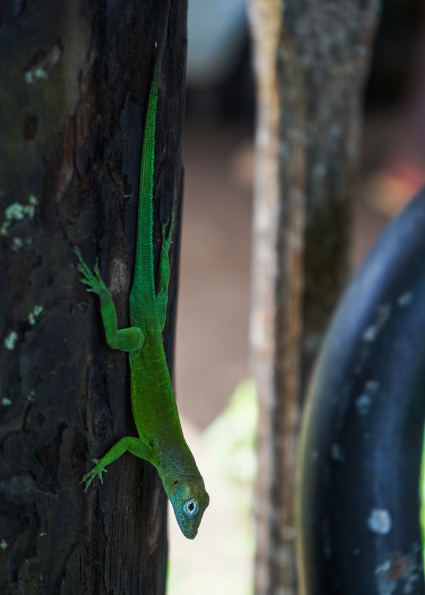 'Green Anole Lizard on Tree' Poster, picture, metal print, paint by ...