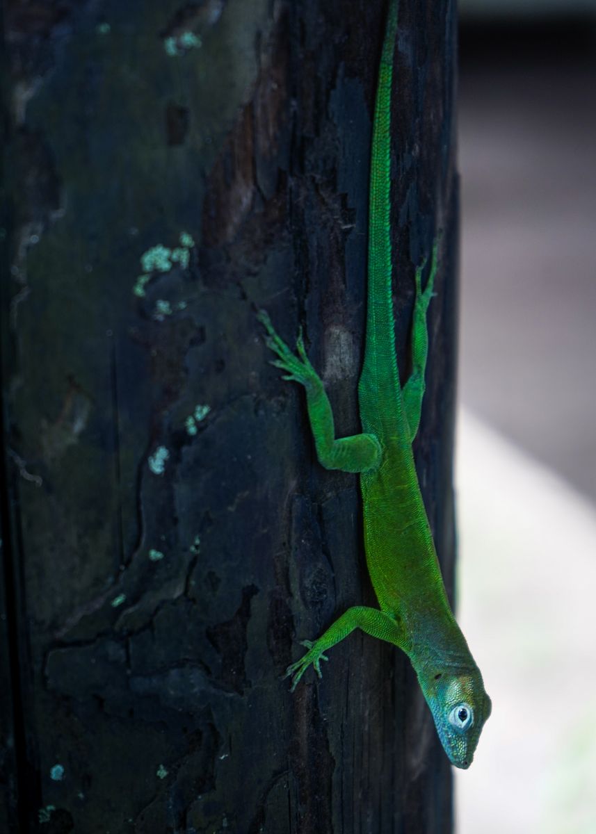 'Green Lizard on Tree' Poster, picture, metal print, paint by Corentin ...