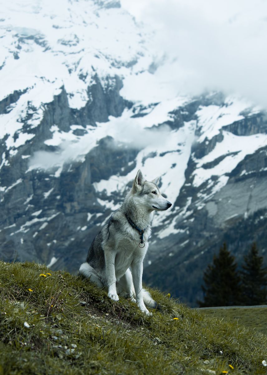 'Wolf in Mountain Landscape' Poster, picture, metal print, paint by ...