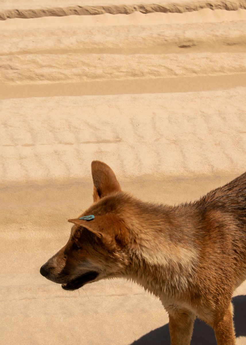 'dingo!' Poster, picture, metal print, paint by Ben | Displate