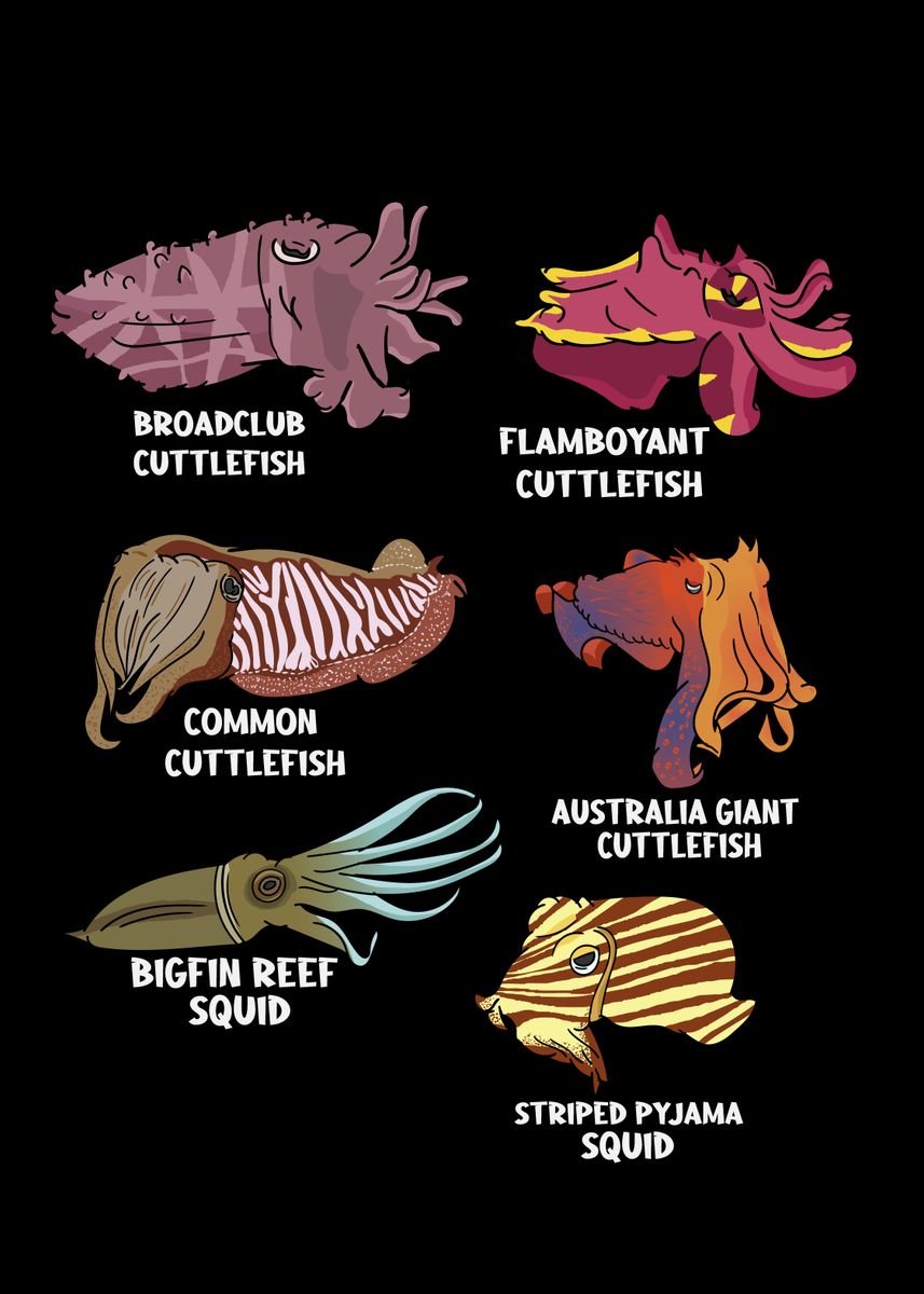 'Cuttlefish Species Marine Biology Sepia Octopus Cuttlefish' Poster ...