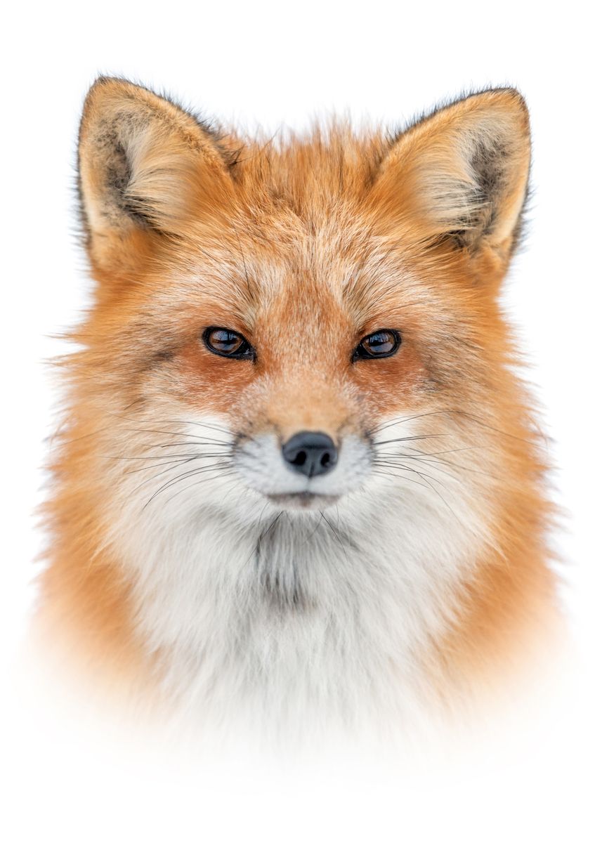 'Red Fox Portrait' Poster, picture, metal print, paint by Byrdyak ...