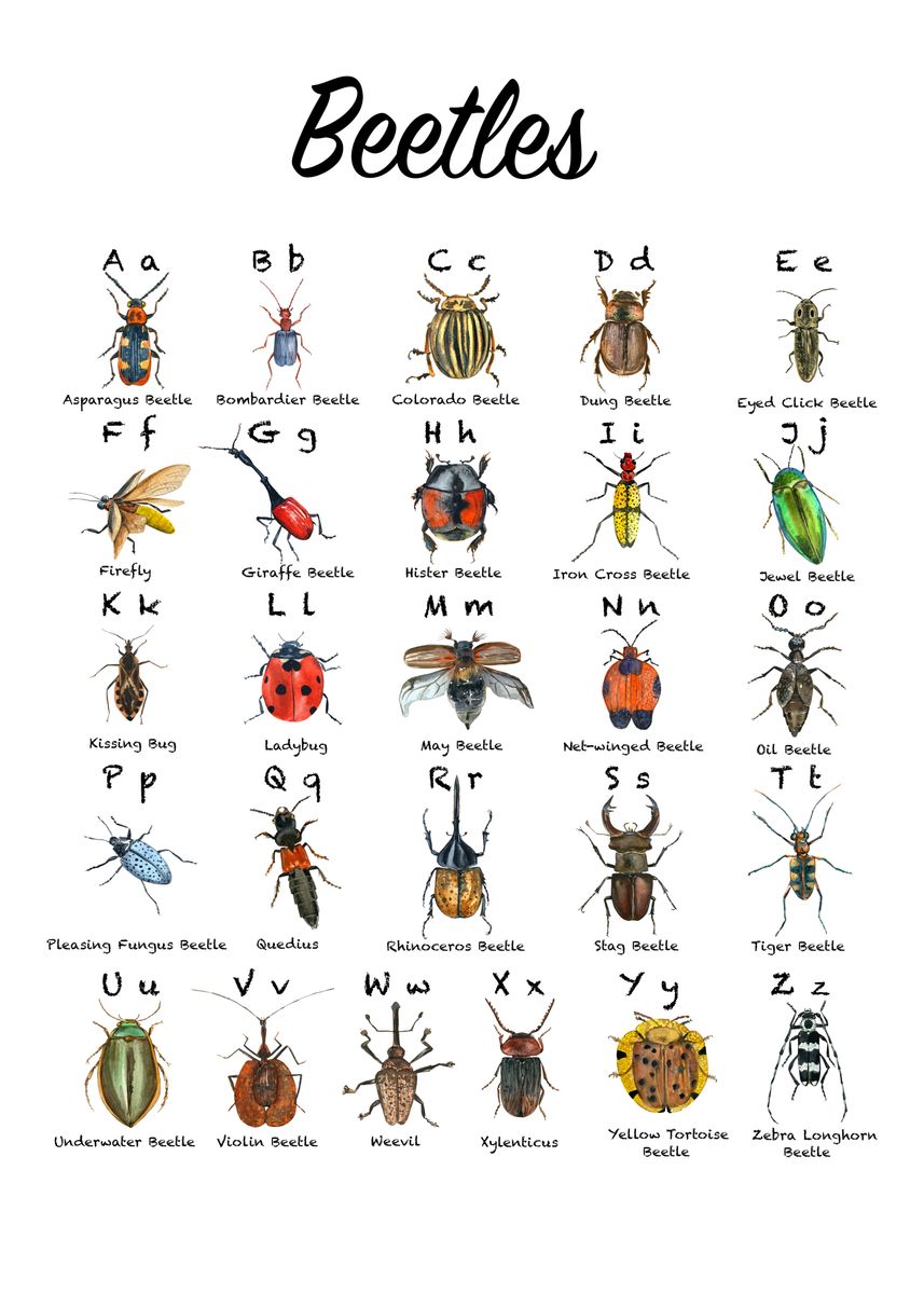 'Beetle Alphabet Chart' Poster, picture, metal print, paint by ...