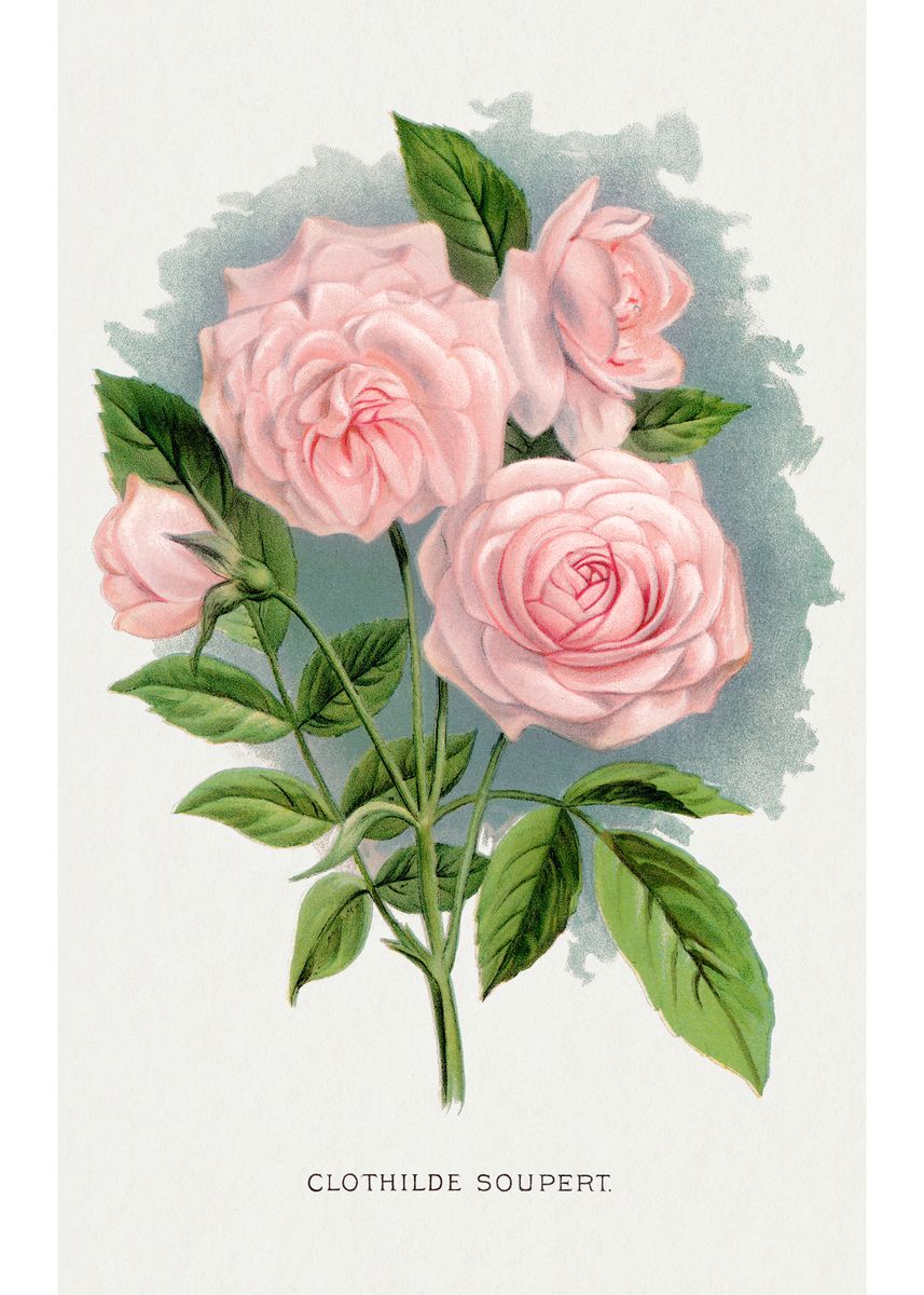 'Pink Rose Bouquet Illustration' Poster, picture, metal print, paint by ...