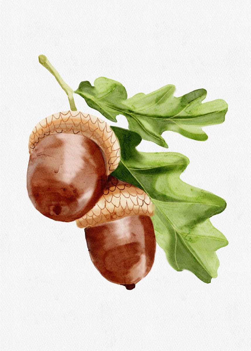 'Watercolor Acorn Illustration' Poster, picture, metal print, paint by ...