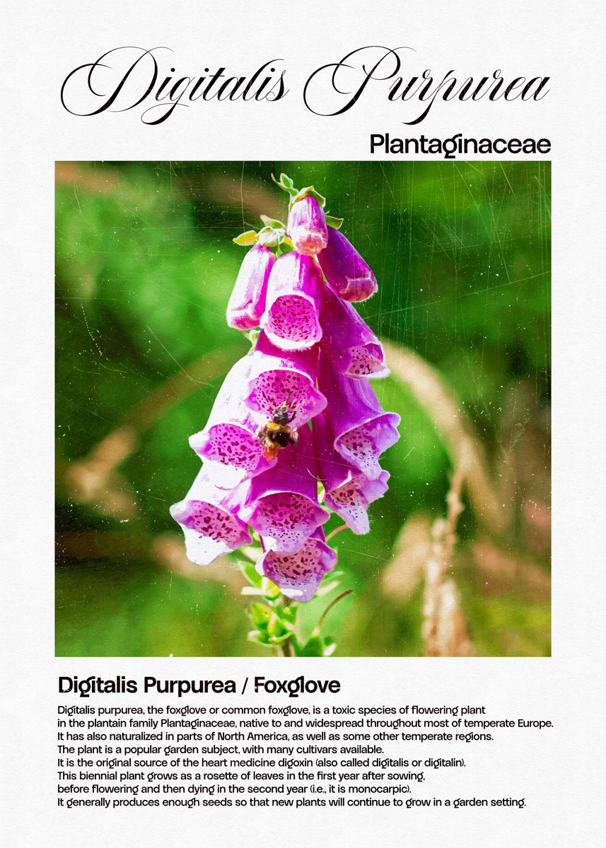 'Foxglove Flower' Poster, picture, metal print, paint by Gibran Artwork ...