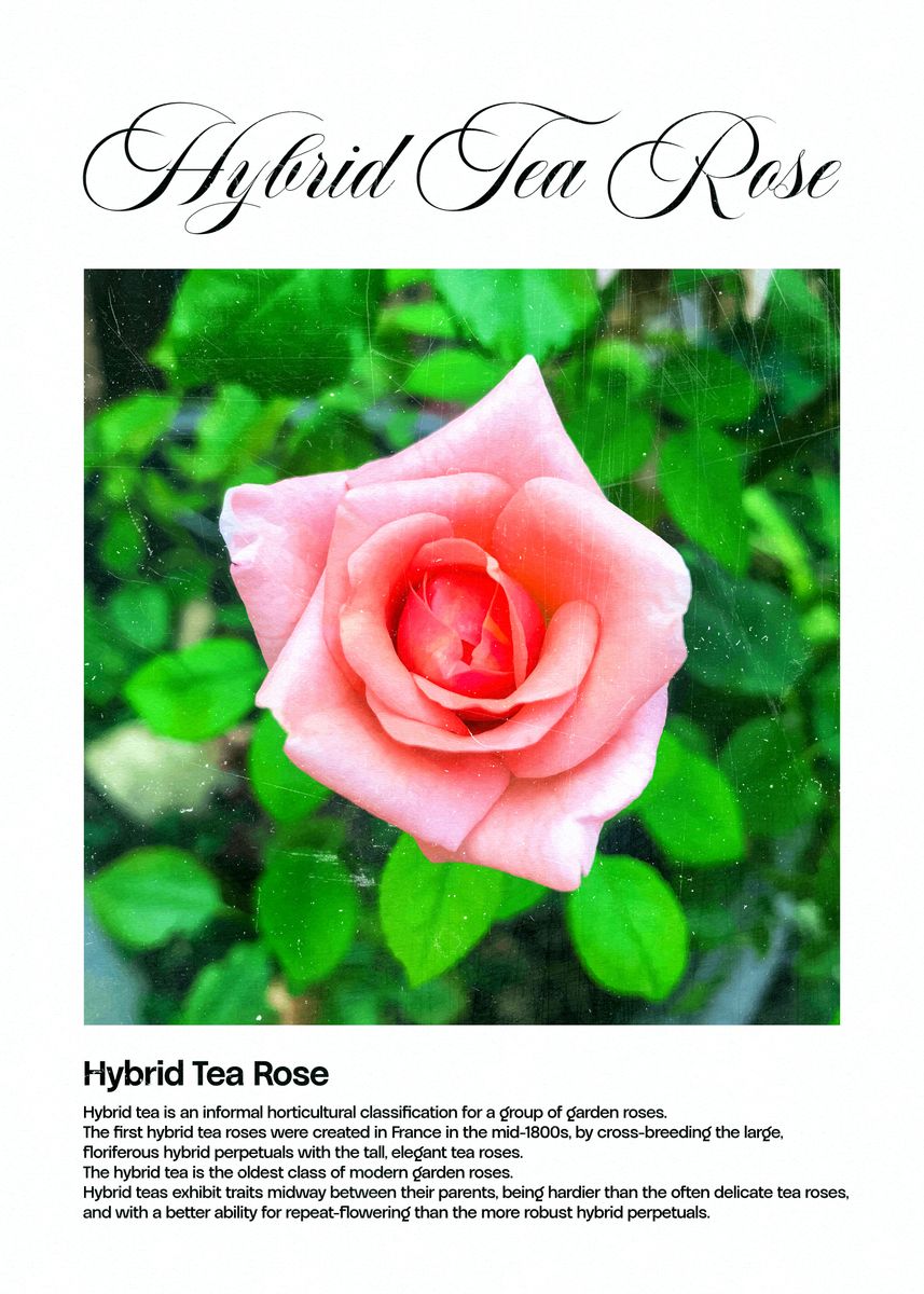 'Hybrid Tea Rose' Poster, picture, metal print, paint by Gibran Artwork ...