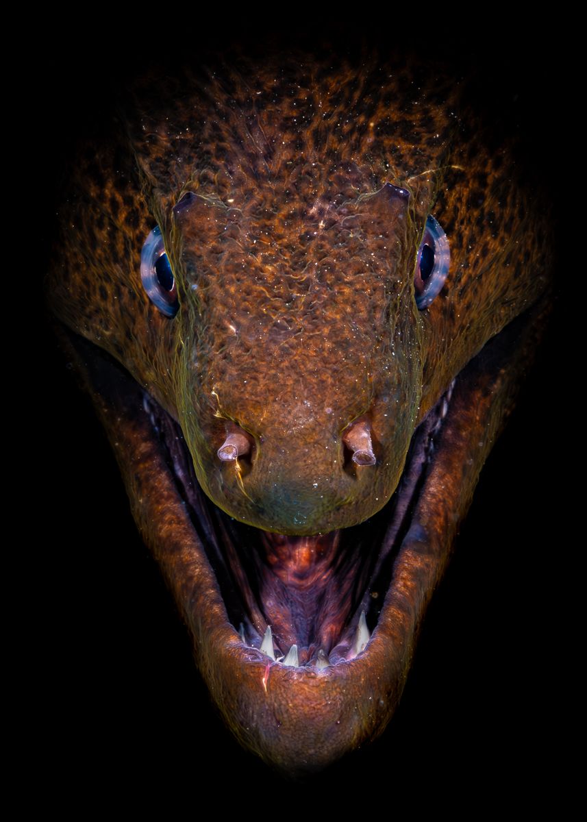 'Here Be Dragons / Moray Eel Close-Up' Poster, picture, metal print ...