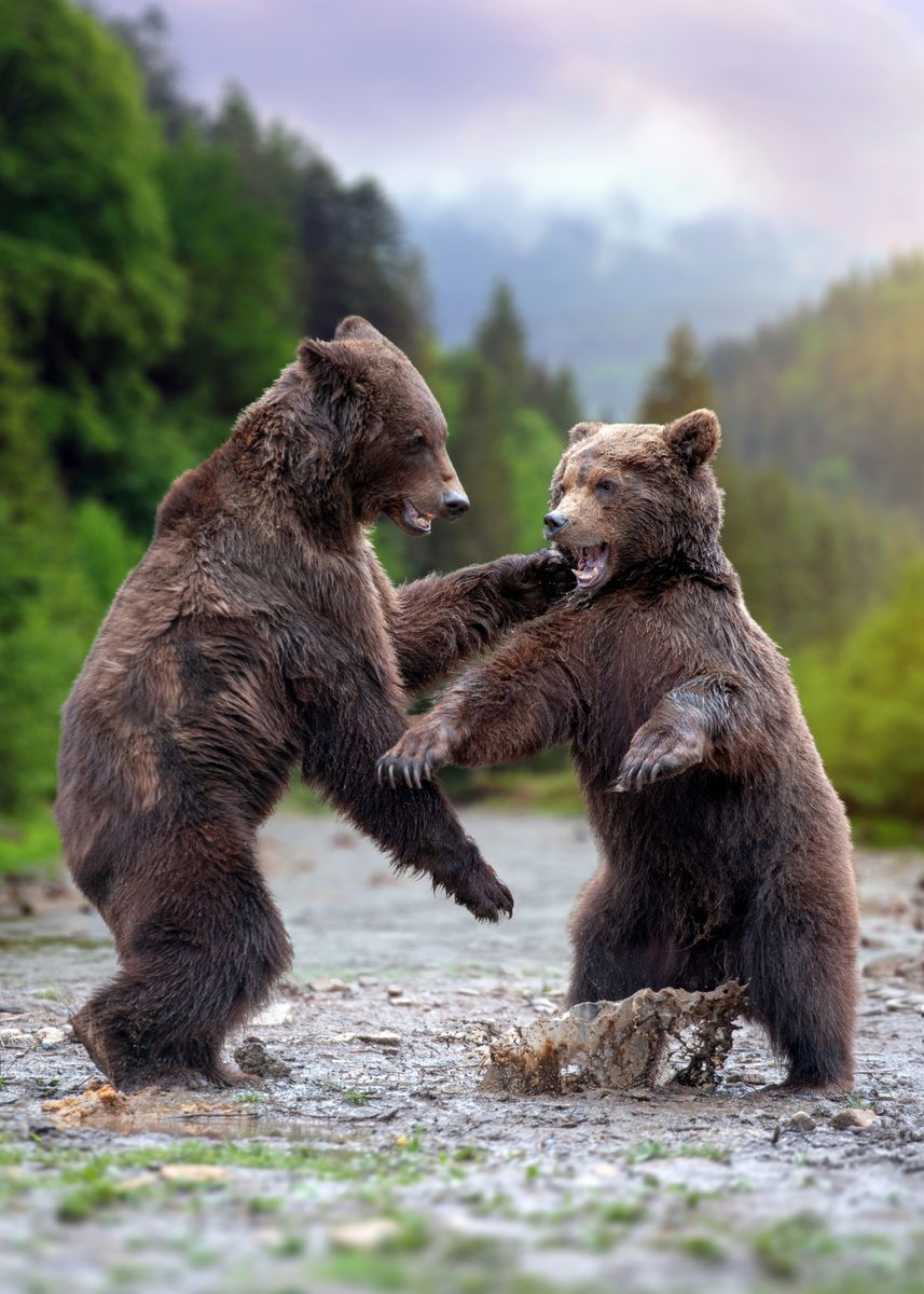 'Two Grizzly Bears Fighting' Poster, picture, metal print, paint by ...